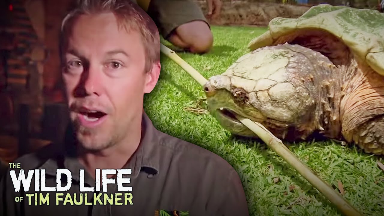 Alligator Snapping Turtle Can Break Bamboo With One Bite! | Full ...