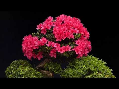 Flowering Coronado Red Azalea Bonsai - PHOTO #6 - YouTube
