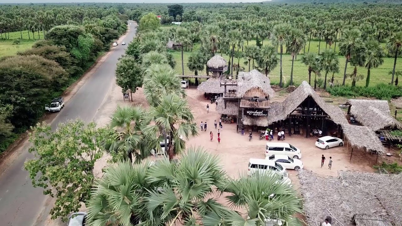 Toddy Palm Trees near Bagan in Myanmar - YouTube