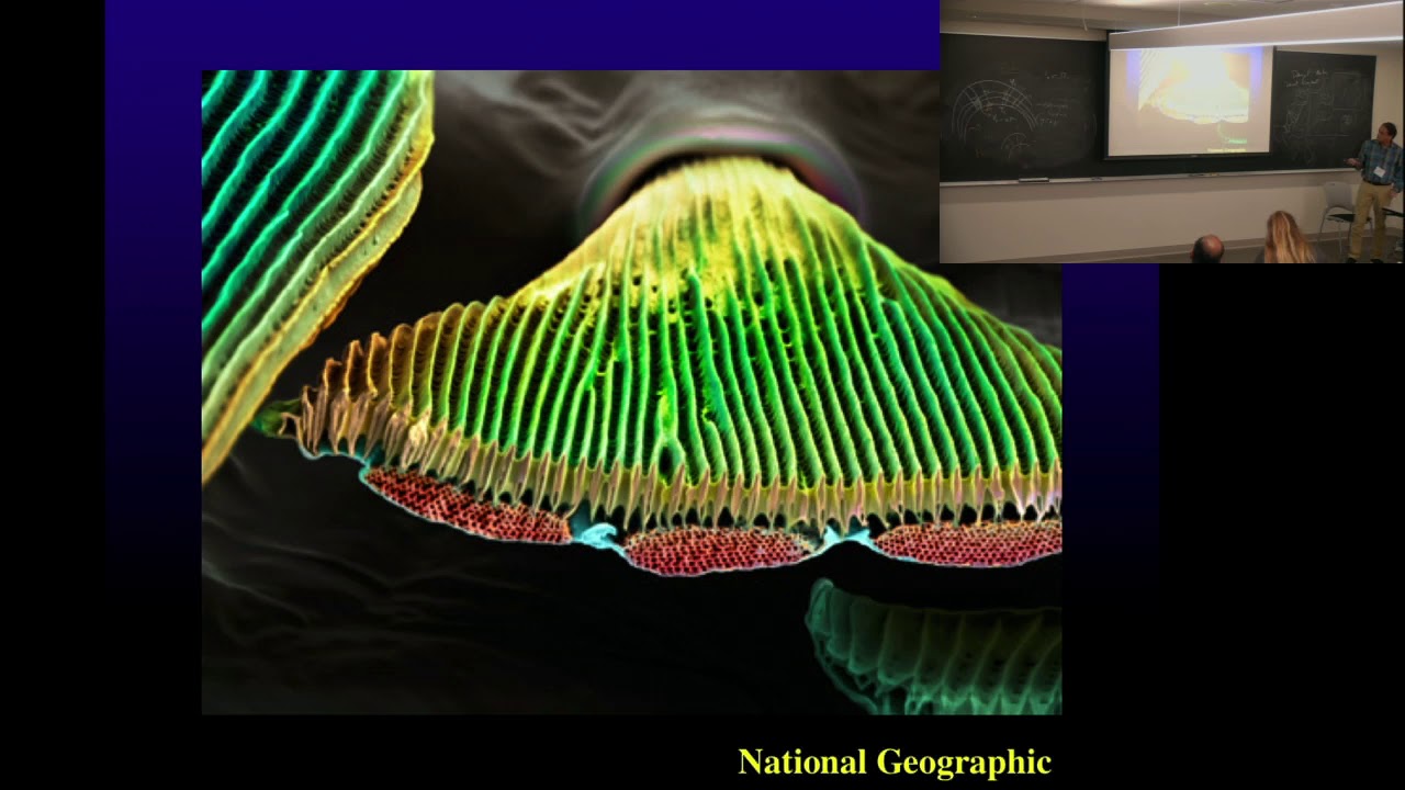 The Cellular and Genetic Basis for Structural Color in Butterflies ...
