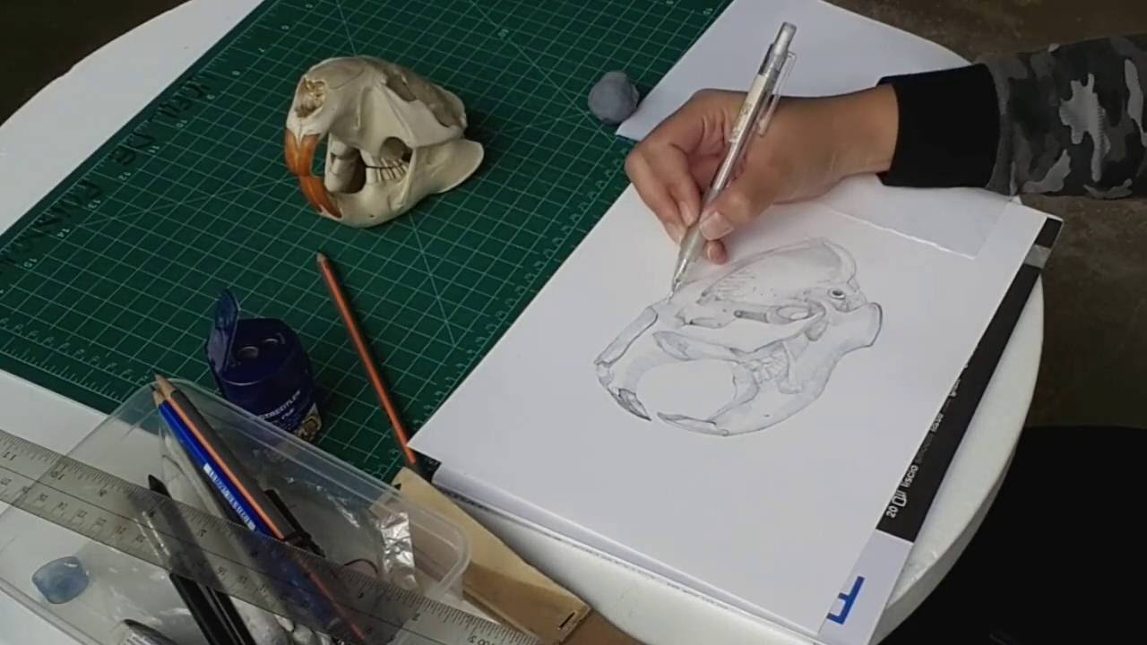 DRAW_BEAVER SKULL_2016 - YouTube