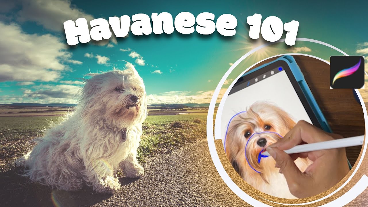 Paint and learn about Cuba's Very Own Dog Breed- The Havanese AKA ...