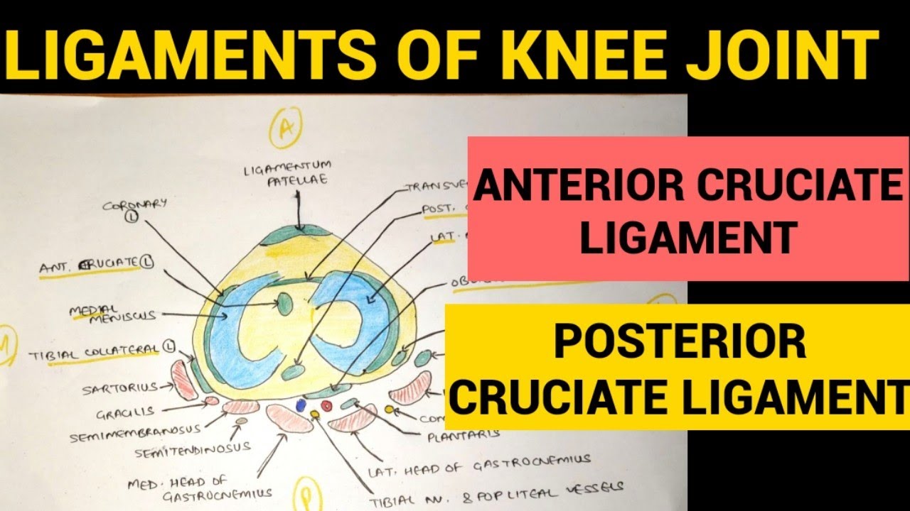 Knee Joint - 5 | Anterior Cruciate & Posterior Cruciate Ligament - YouTube