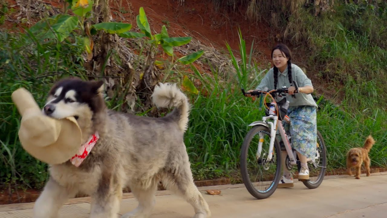 大王的运动时间！阿霞带着大王和来福出门骑单车 Dawang's exercise time! Asia took Dawang and ...