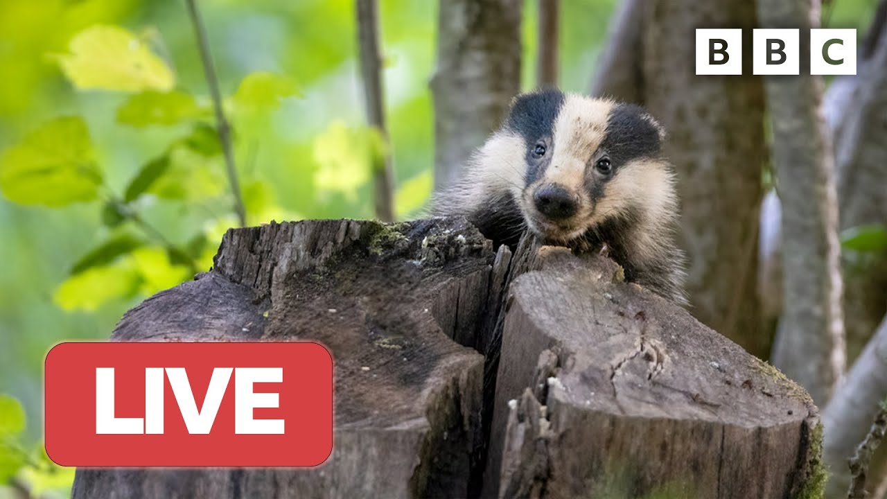 🔴 LIVE wildlife cameras 🐰 5 June 🌺 BBC Springwatch 2023 - YouTube