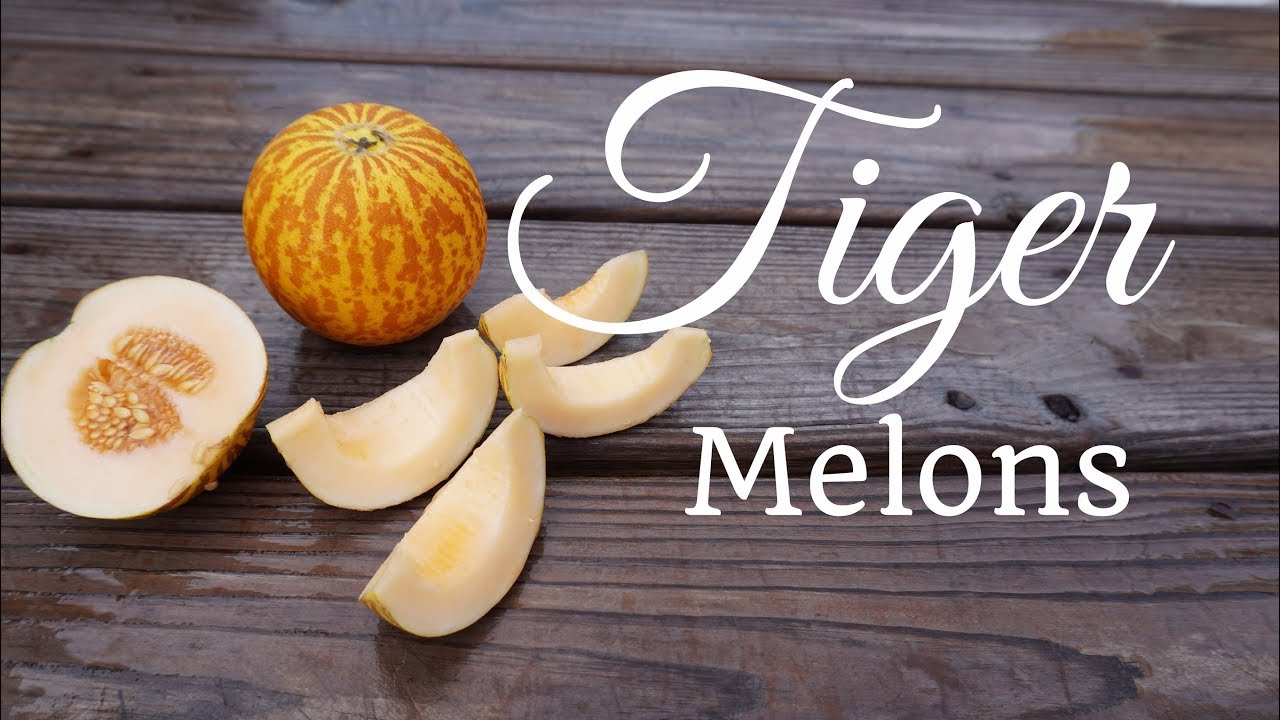 Tiger Melon