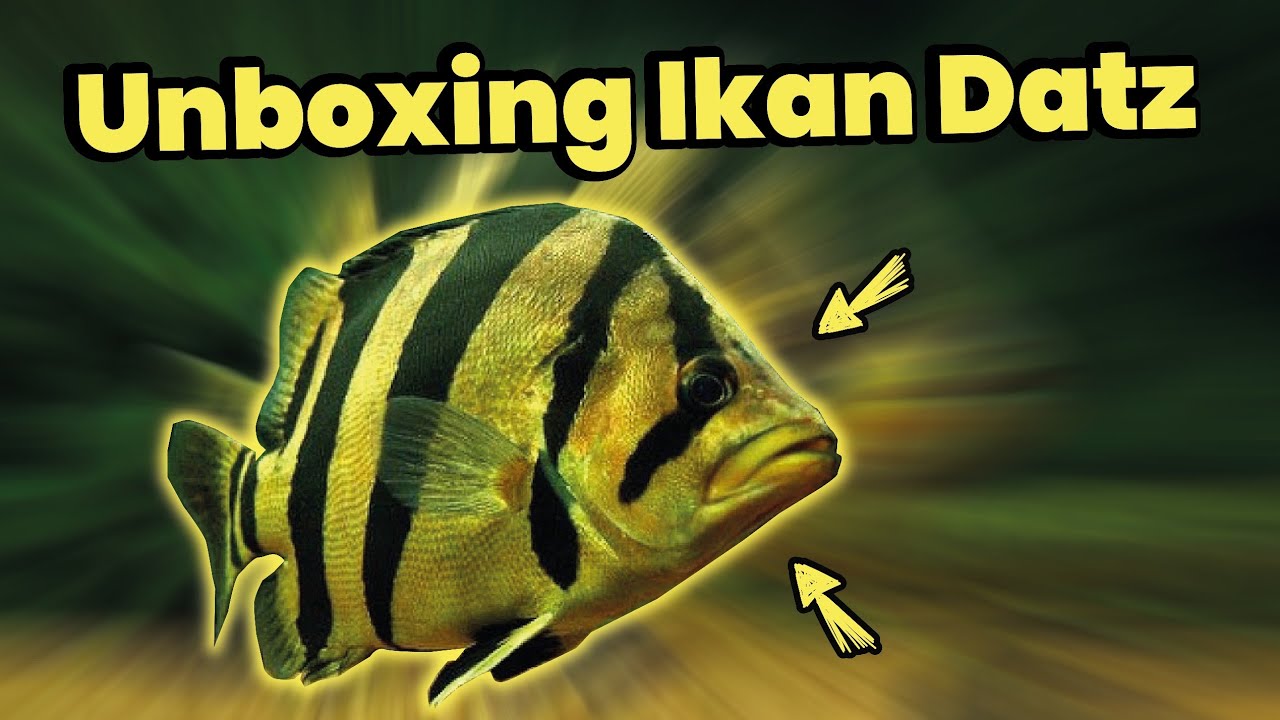 UNBOXING IKAN DATZ | Indo Tiger Datz, Ikan Macan dari Indonesia ...