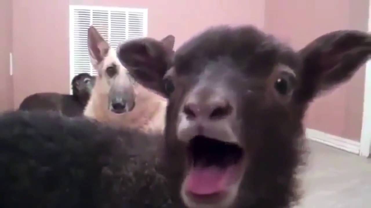 Funny animal scream - YouTube