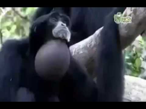 Oxumaq oxumaq yenede oxumaq