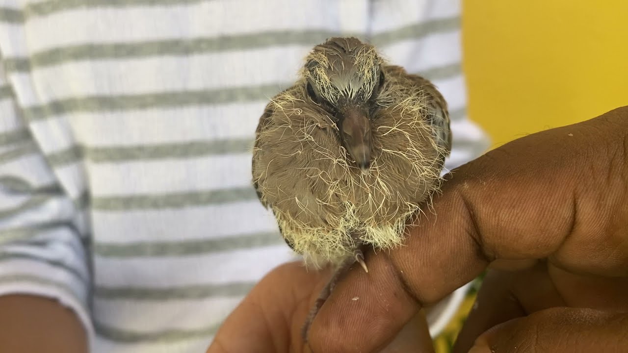 Alu kobeiya || අලු කොබෙයියා පැටව් || sinhala songs - YouTube