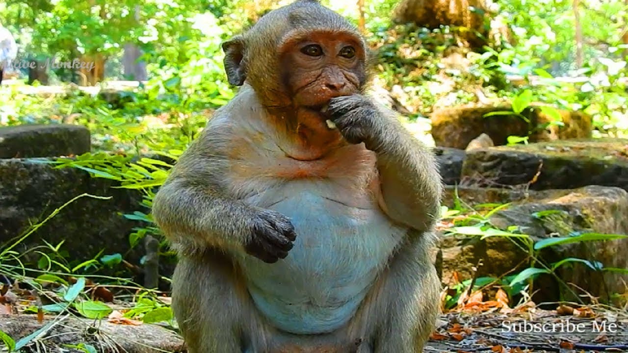 Top1 Greedy Eating Baby Monkey Sweat Pea, Most Crying Baby Monkey ...