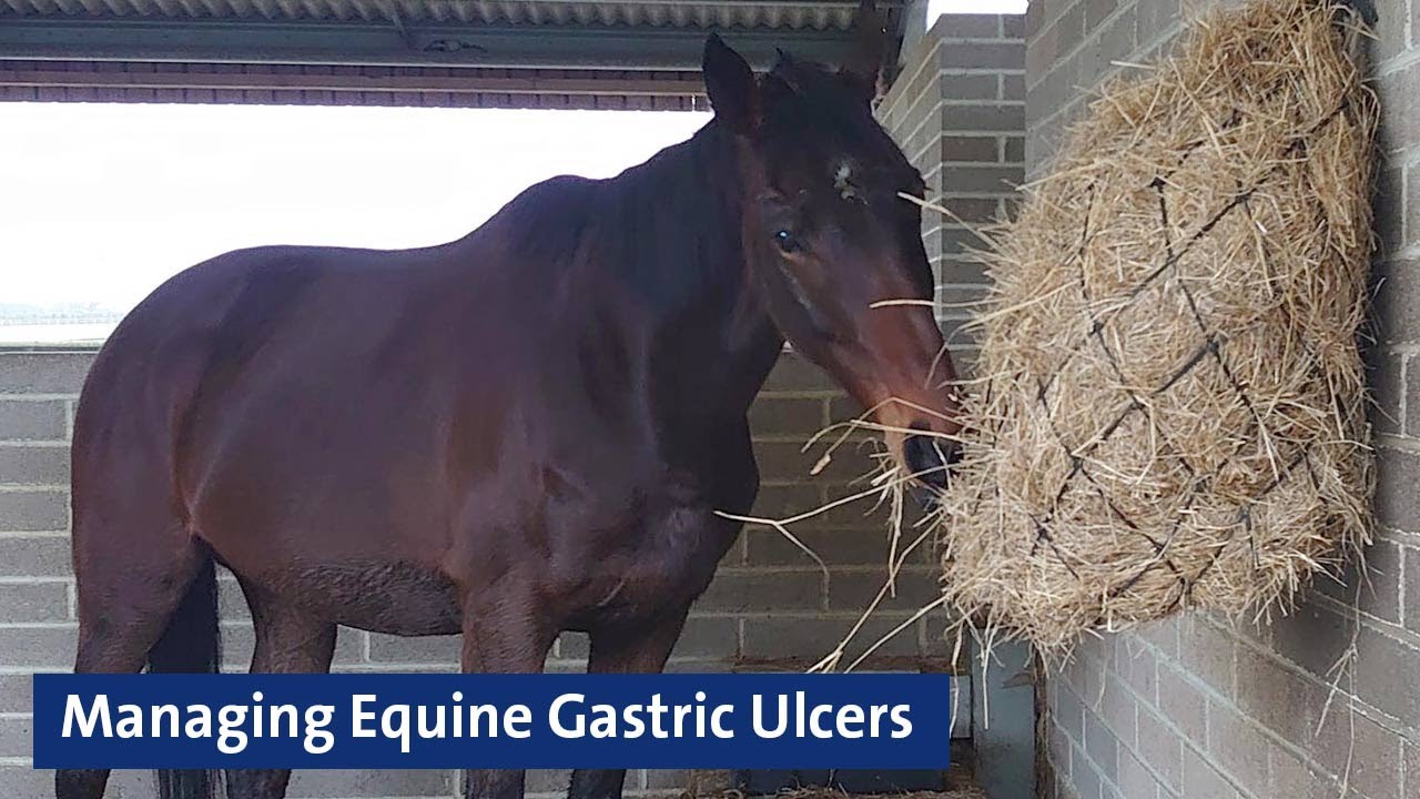 Managing Equine Gastric Ulcers - YouTube