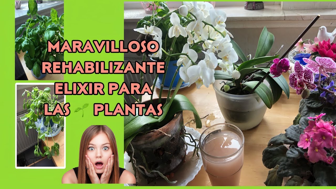 Quieres se llenen de flores 🌷🌸🌼y crezcan hermosas ,aquí ,el elixir de las plantas 🌱 - YouTube