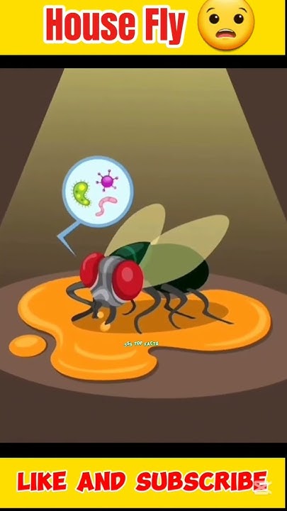 HOUSE FLY BREAK HIS HEAD 😧 #shortsfeed #facts #5inefacts #fly #555TOPFACTS #factr #falseclaims ...