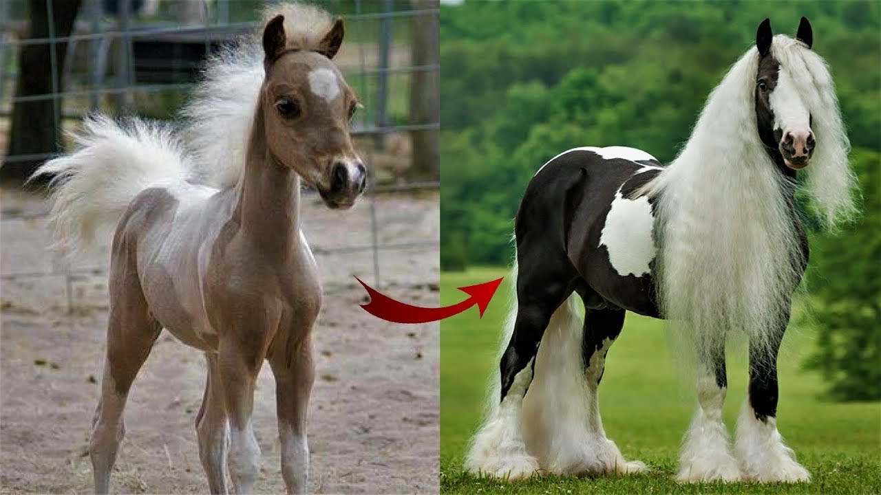 Animals Transformation - Baby To Adult - Big Kid #2 - YouTube