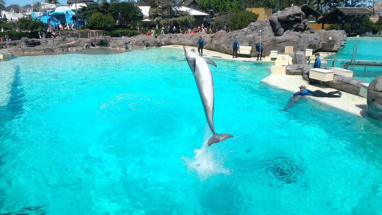 Dolphin Point - Training Session - YouTube