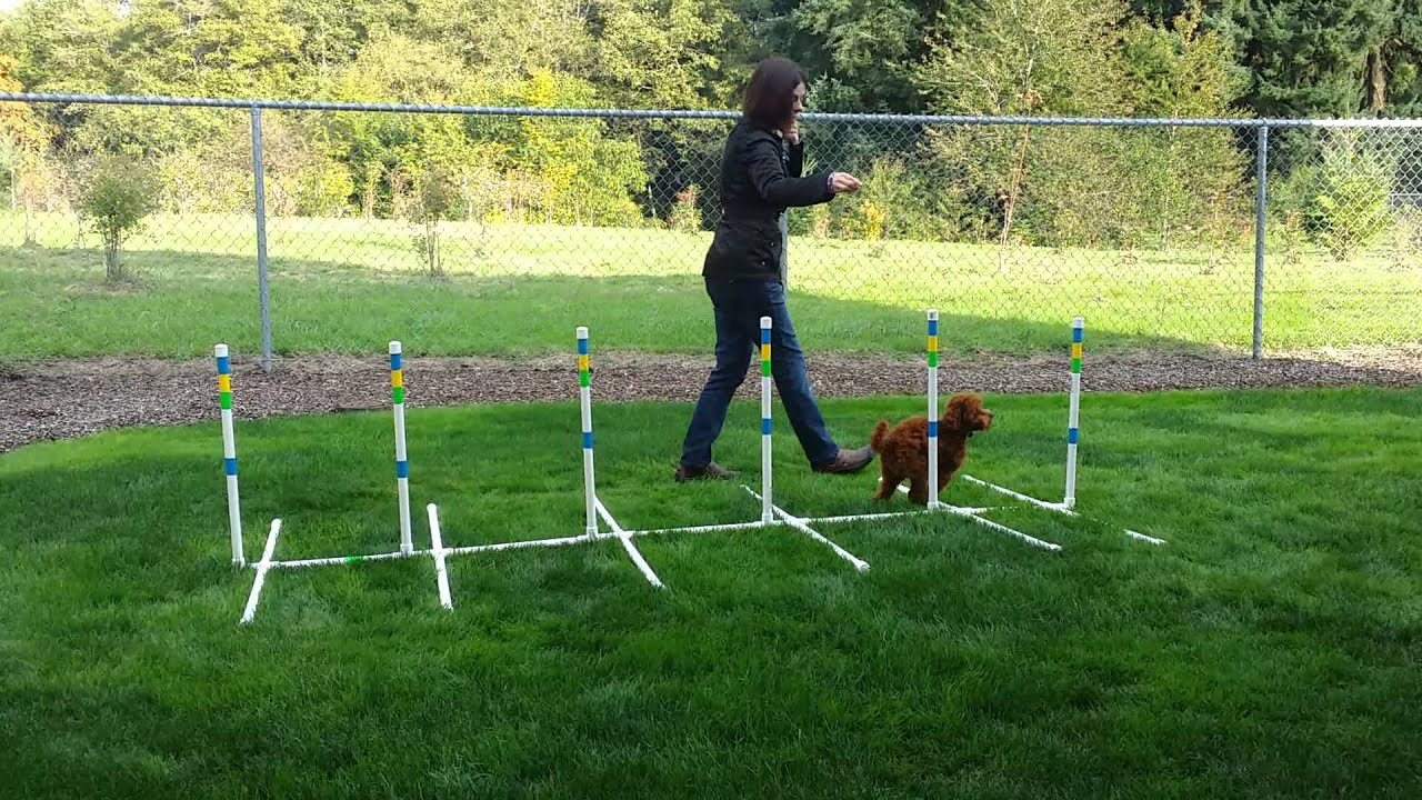 Toy Poodle Learning Agility - YouTube