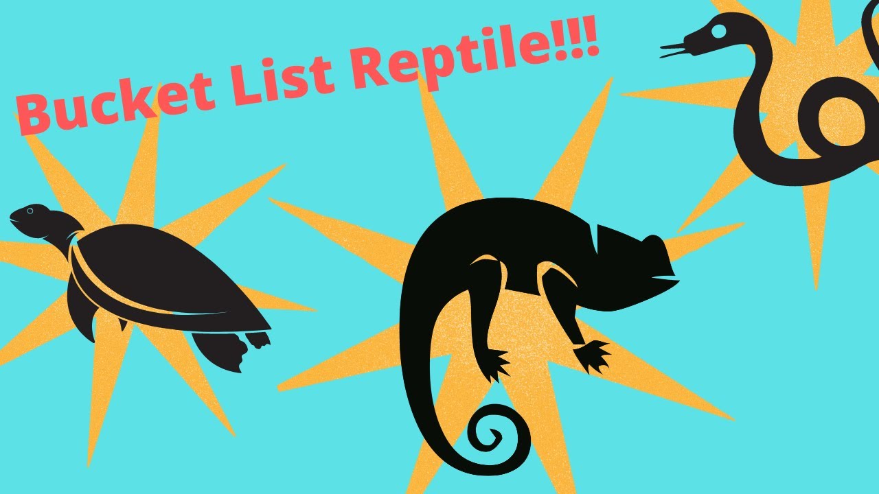 I Got One Of My Bucket List Reptiles !!!! - YouTube