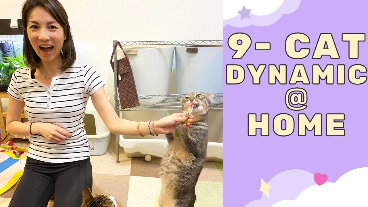 Cat Dynamic Explained: Living with Cats in an Apartment - YouTube