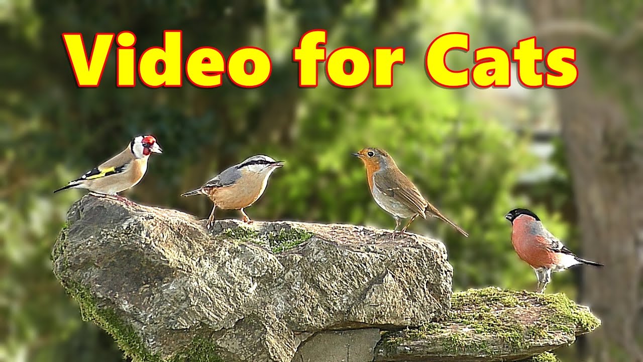 Cat TV Virtual Bird Garden ~ Cats Love Birds ~ Videos for Cats to Watch ...
