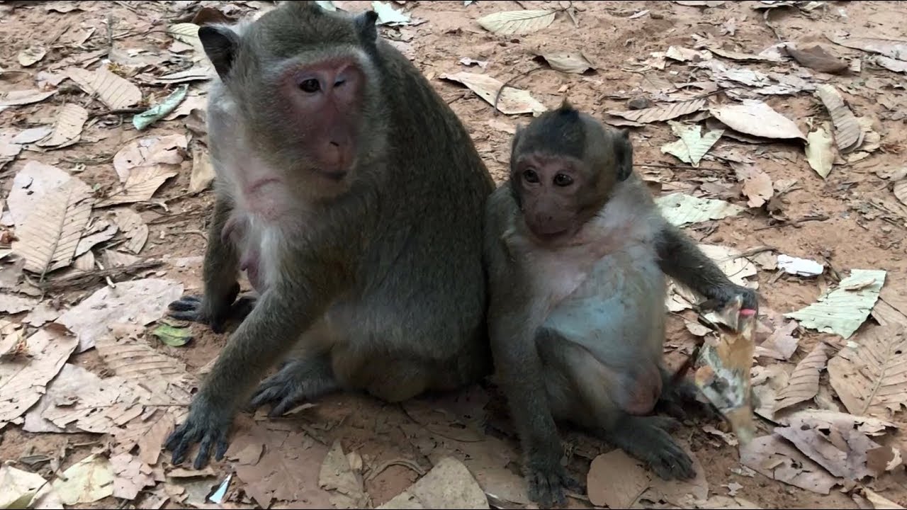 POPEYE Monkey and Baby SWEET PEA ’s Life. - YouTube
