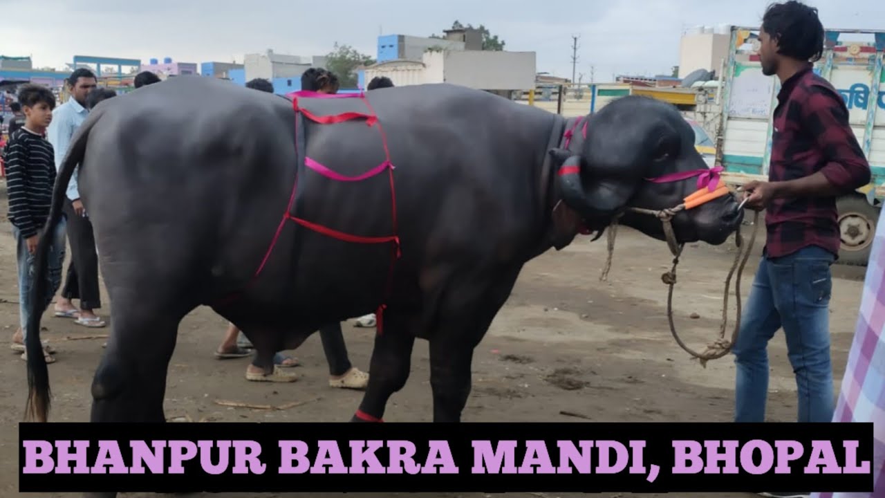 Bhanpur Bakra Mandi, Bhopal. Paade available. Goats Market Bhopal - YouTube