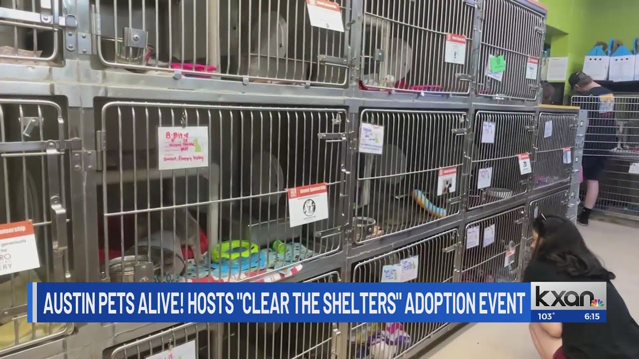 Austin Pets Alive! hosts 'Clear The Shelters' adoption event Saturday ...