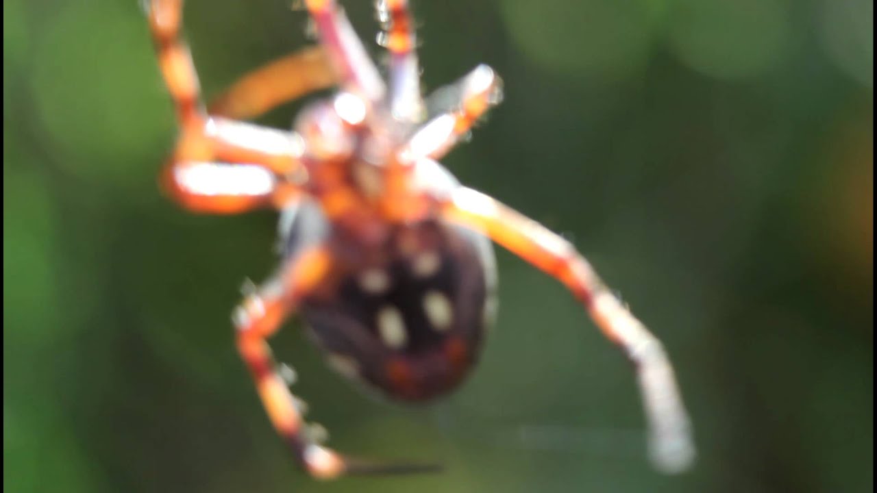 Spider creating its web - YouTube
