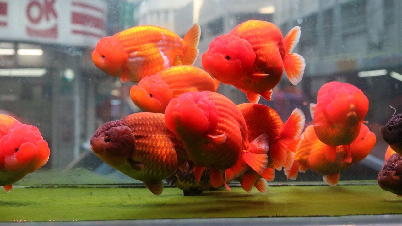 Beautiful goldfish - Top quality goldfish in moment - YouTube