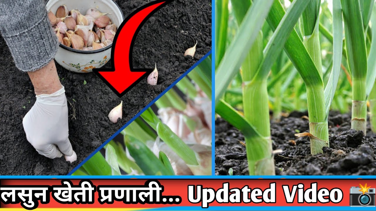 Lasun|लोक्कल लसुन खेती प्रणाली|लहसुन खेती कसरी गर्ने||लहसुन खेती ...