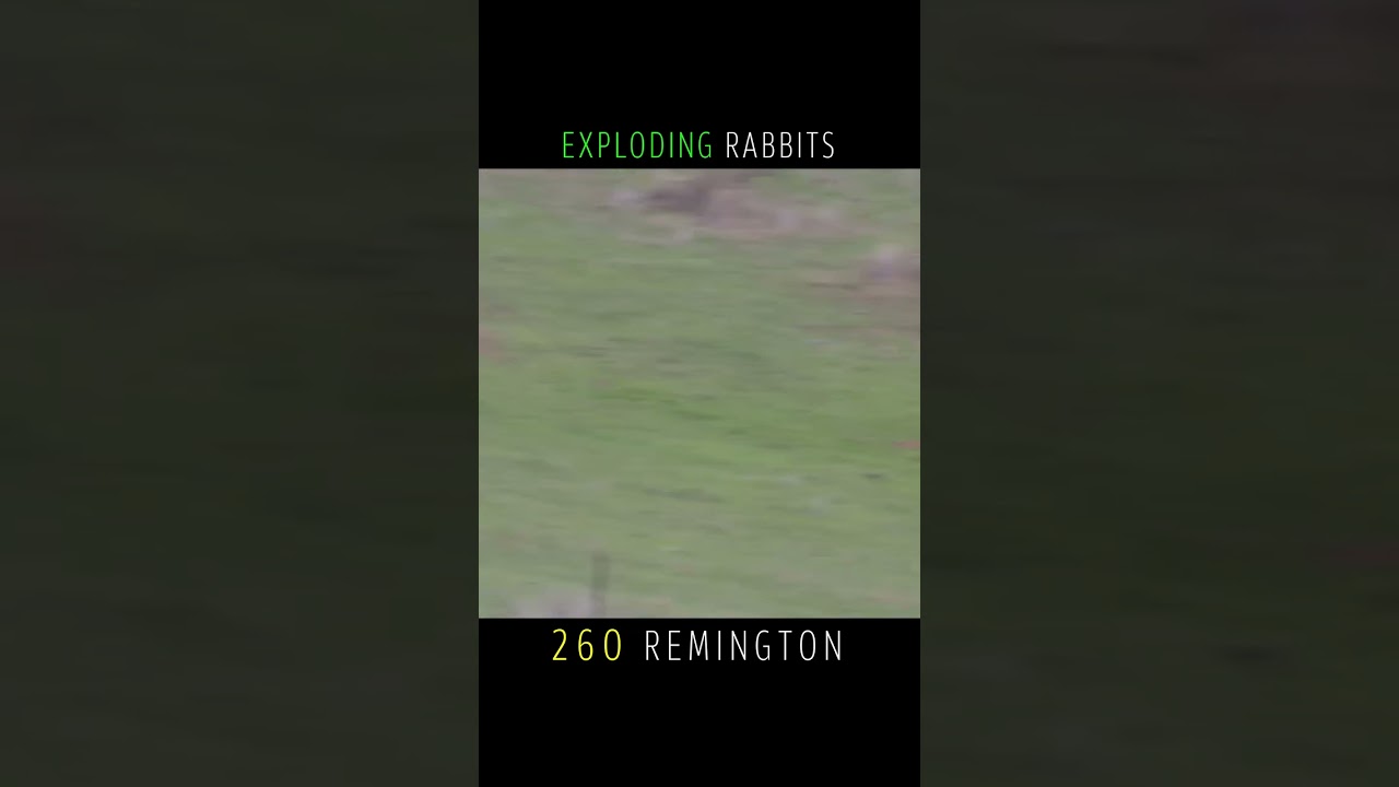 Exploding Rabbits With The 260 Remington At Long Range - YouTube