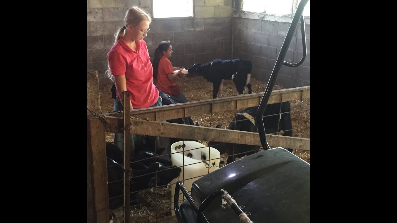 Calving season has arrived! - YouTube