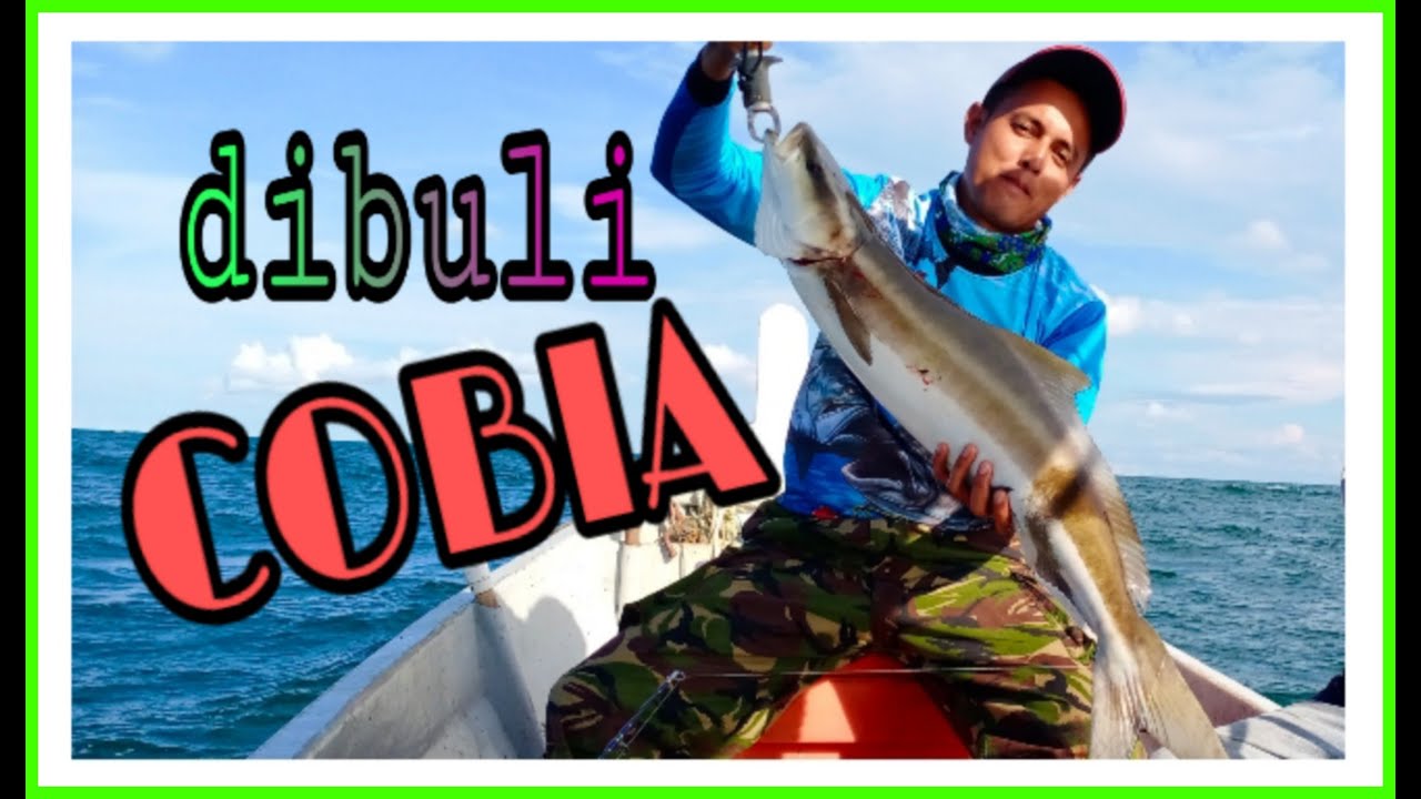 PANCING IKAN HARUAN TASIK @ COBIA unjam Merchong, Pekan | cobia fishing ...