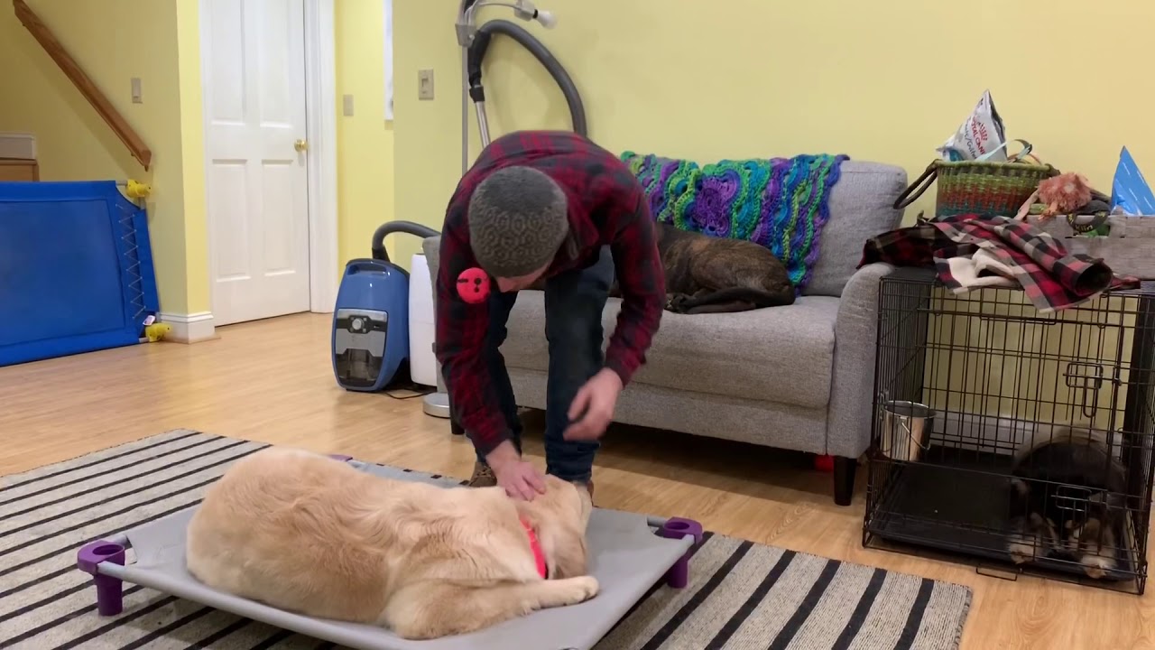 Dixie obedience in the training room - YouTube