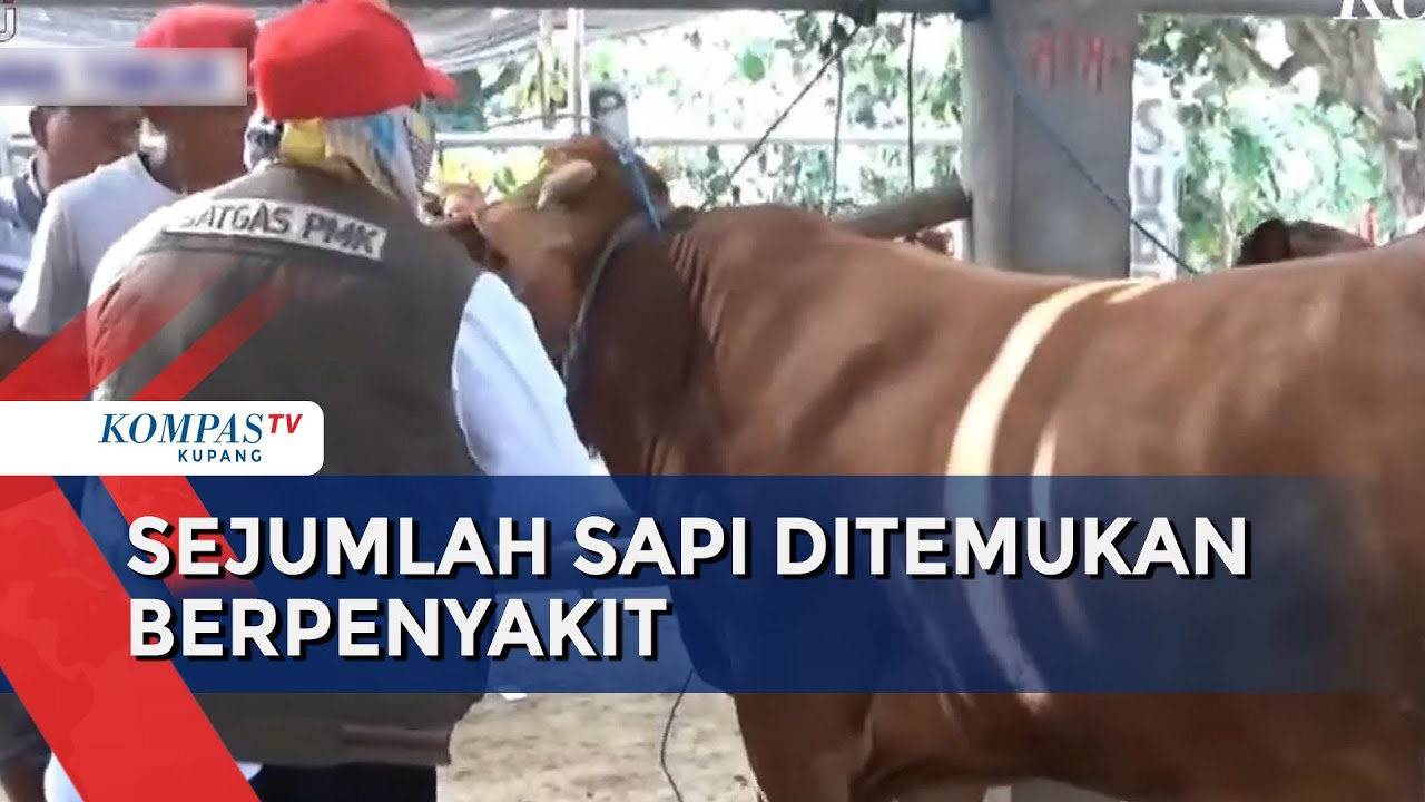 Jelang Idul Adha, Sejumlah Sapi Ditemukan Berpenyakit - YouTube