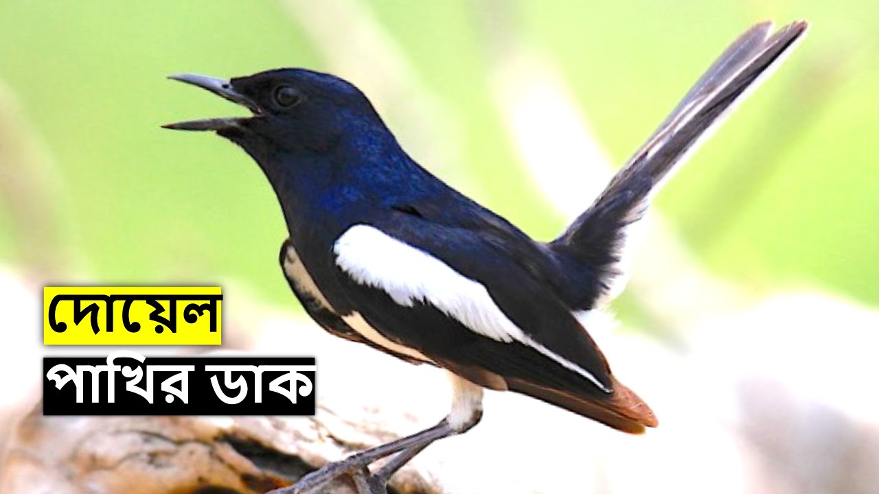 দোয়েল পাখির ডাক | Oriental Magpie Robin Bird Call | Magpie Robin Song ...
