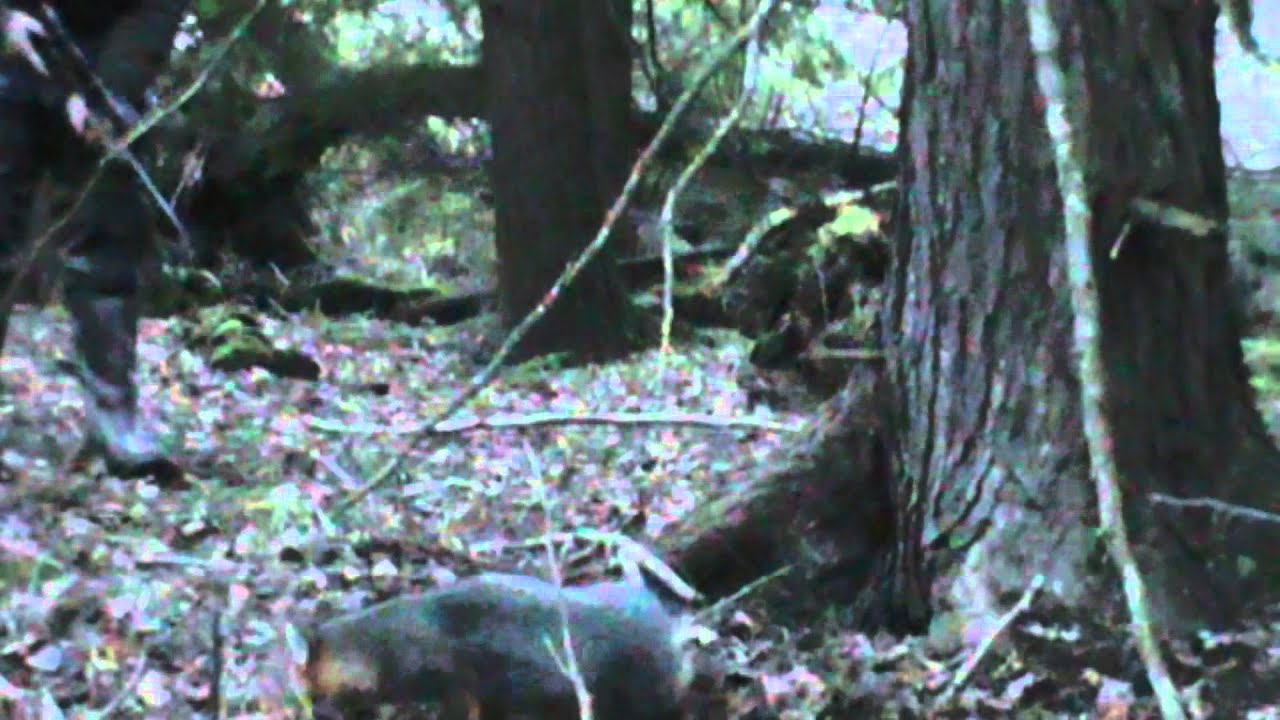 Gray fox trapping - YouTube