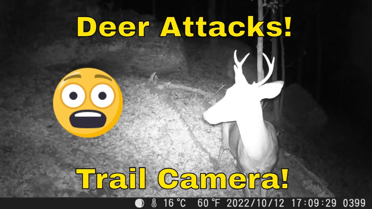 Large Juvenile Deer Does Not Like Trail Camera! Amazing Night Time ...