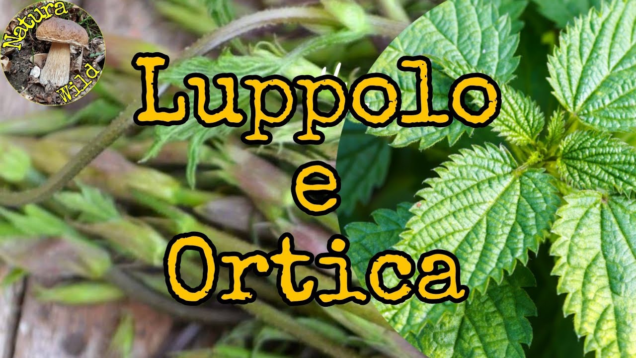 Luppolo Selvatico e Ortica (Humulus lupulus e Urtica dioica) 🌿 - YouTube