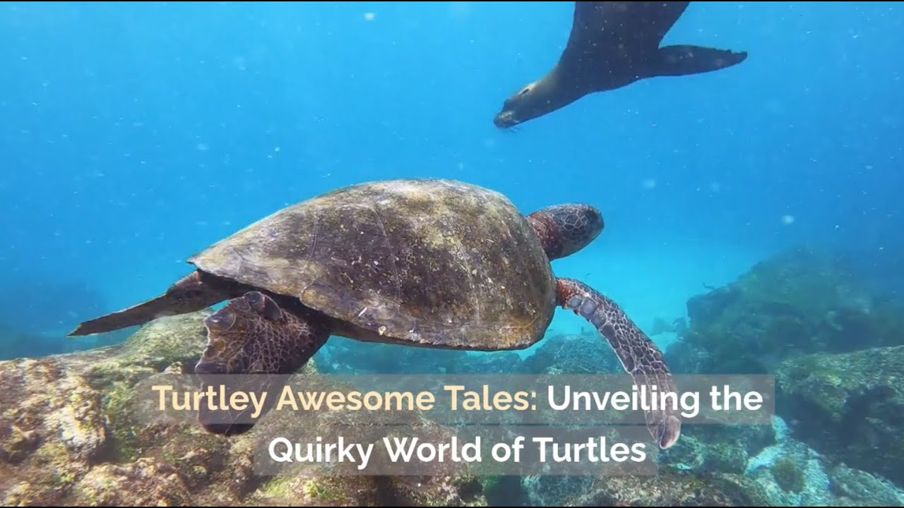 Turtley Awesome Tales: Unveiling the Quirky World of Turtles" - YouTube