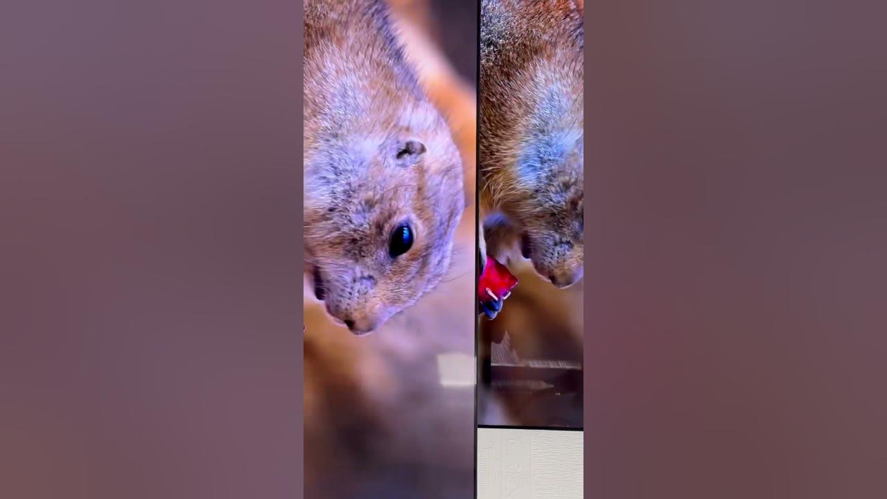 Konka A65 VS TCL 65 C735 - YouTube