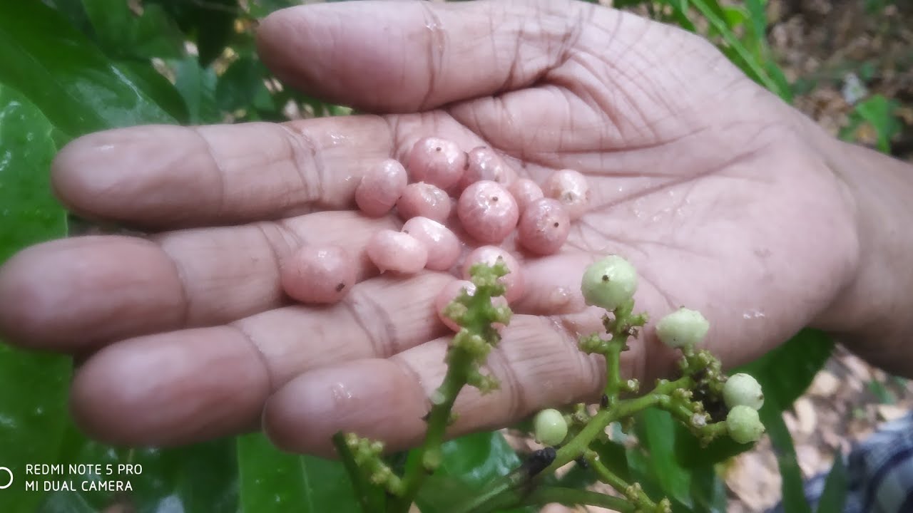 Gin Berry Fruit or Orange berry. Glycosmis Pentaphylla. The fruit taste ...