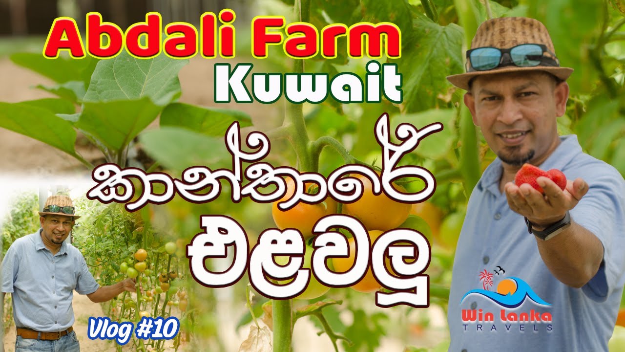 Abdali Farm Kuwait | කාන්තාරේ එළවලු | Win Lanka Travels | VLOG #10 ...