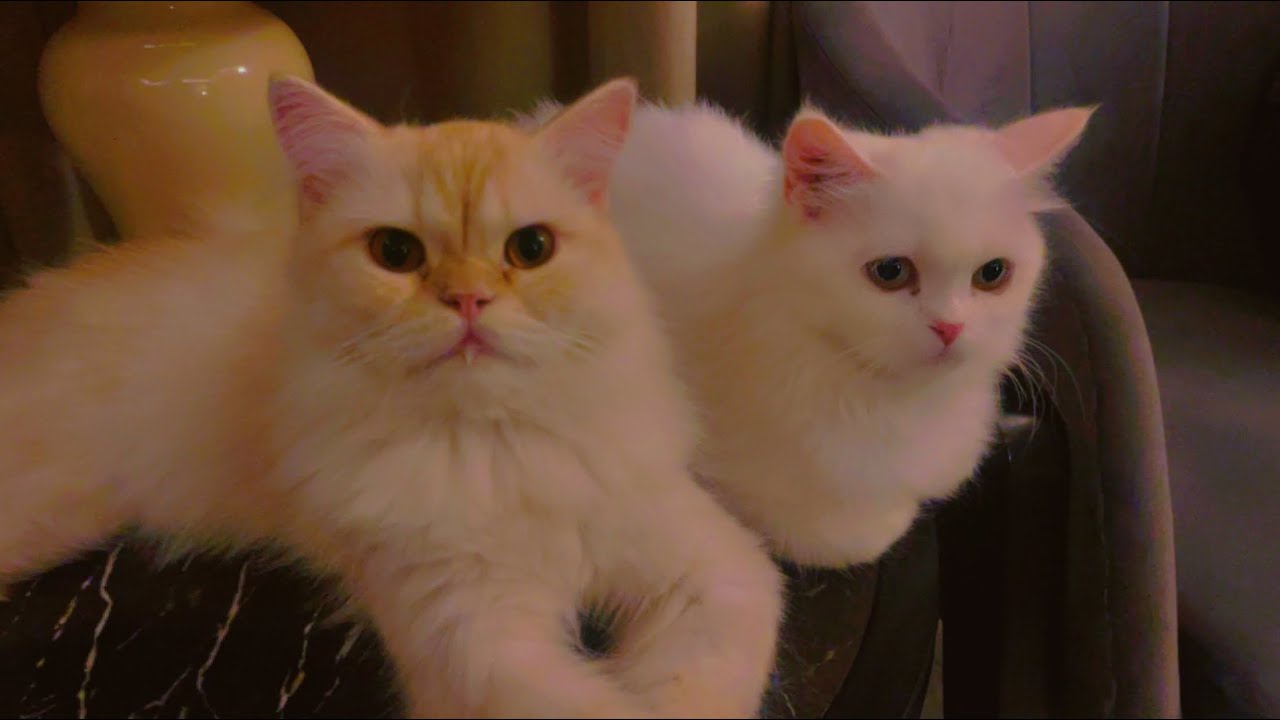 Funny Animals playing Games Video ! Best Animals video ! 😍♥️ - YouTube
