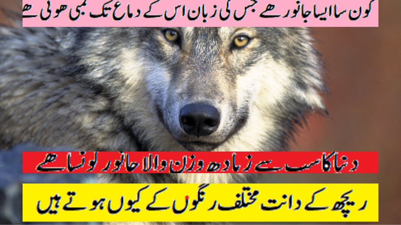 Wild Animals Videos | Jangli Janwar | Animals Ki Video - YouTube