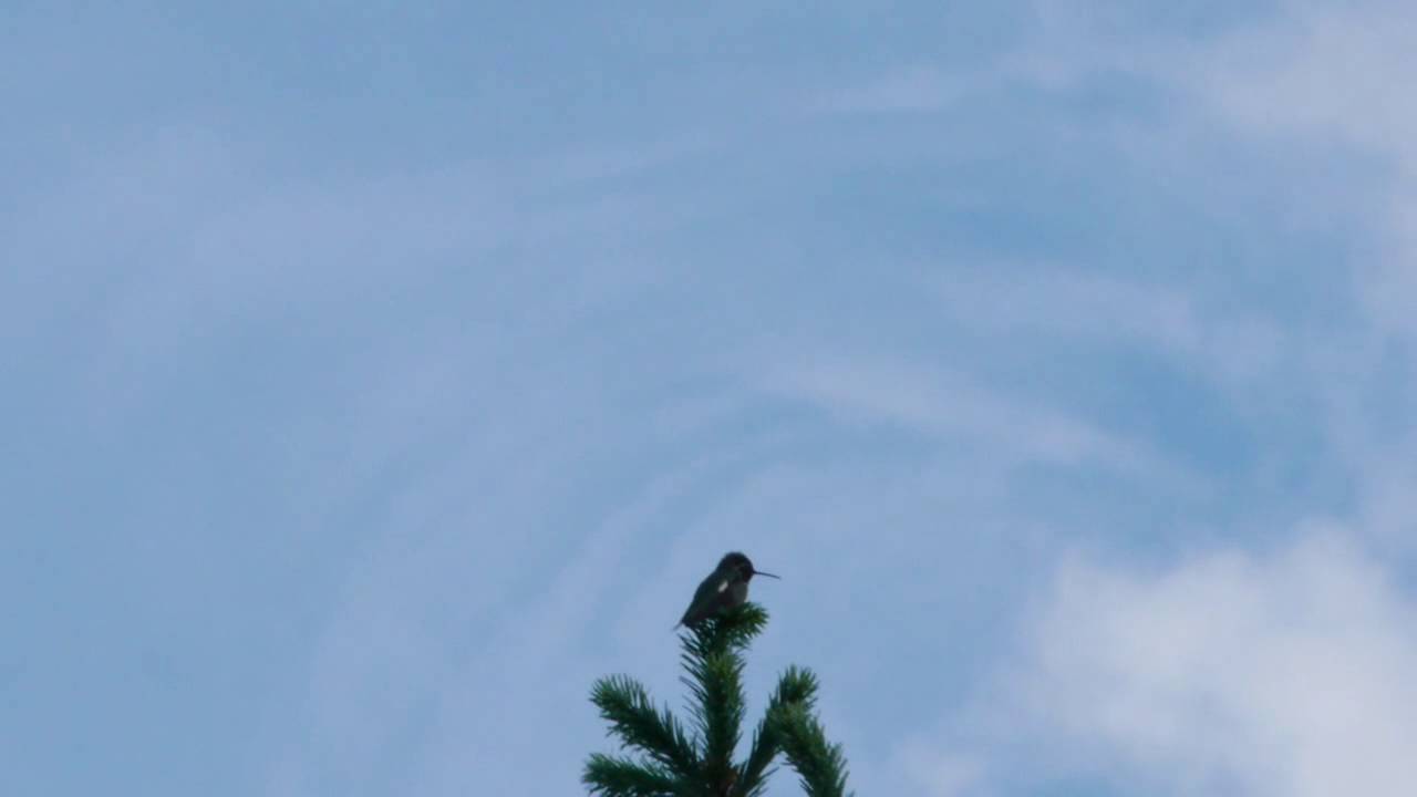HummingBird on a tree purch - YouTube