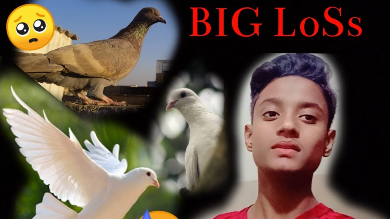 Big Loss Pigeon 🐦🕊 ll White Male Pigeon Bhag Gya 😱😰😓ll #PetVlog #animal ...