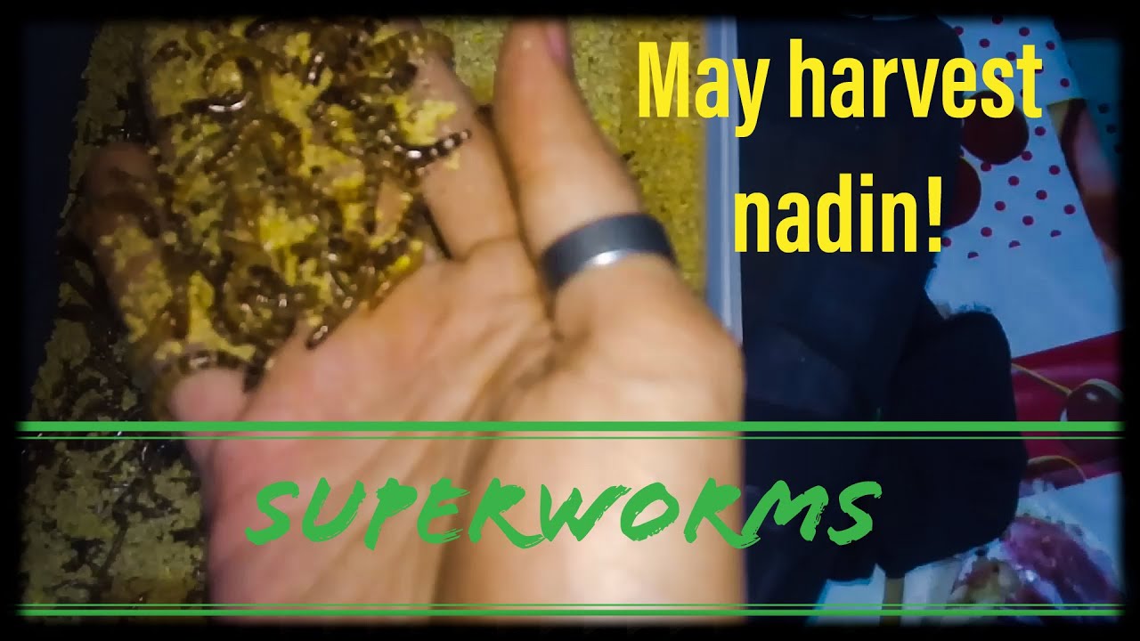 Superworm Breeding Update! - YouTube