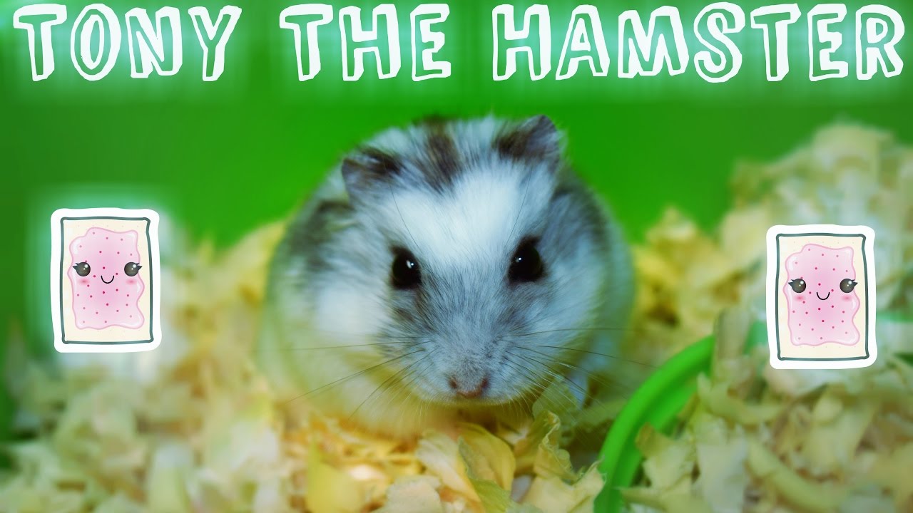 Shy Hamster Nibbling at a Grape | Tony The Hamster - YouTube