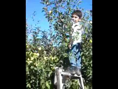 Quba almasi Penah